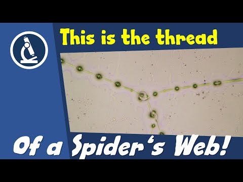 🔬 102 - How to put SPIDER'S WEB under the microscope and find out how thick it is | Citizen Science