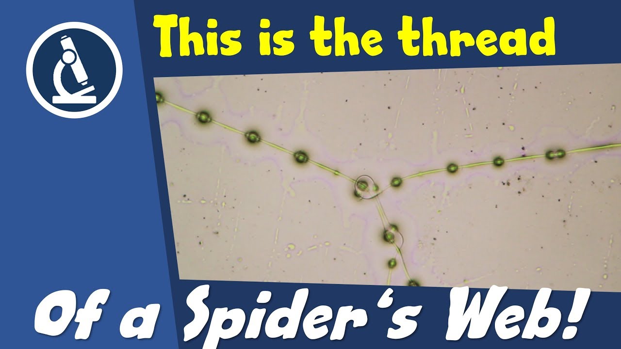 🔬 102 - How to put SPIDER'S WEB under the microscope and find out how thick it is | Citizen Science