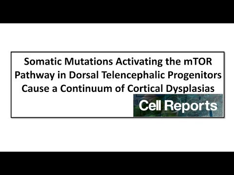 Somatic mTOR Pathway mutation & Continuum of Cortical Dysplasias