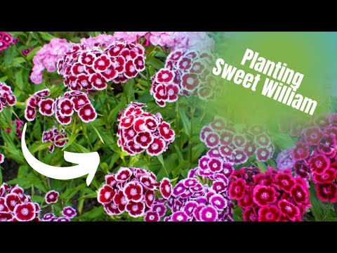 Planting Sweet William Seedlings