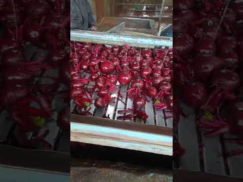 Beetroot - Wholesale Price & Mandi Rate for Sugar Beet in India