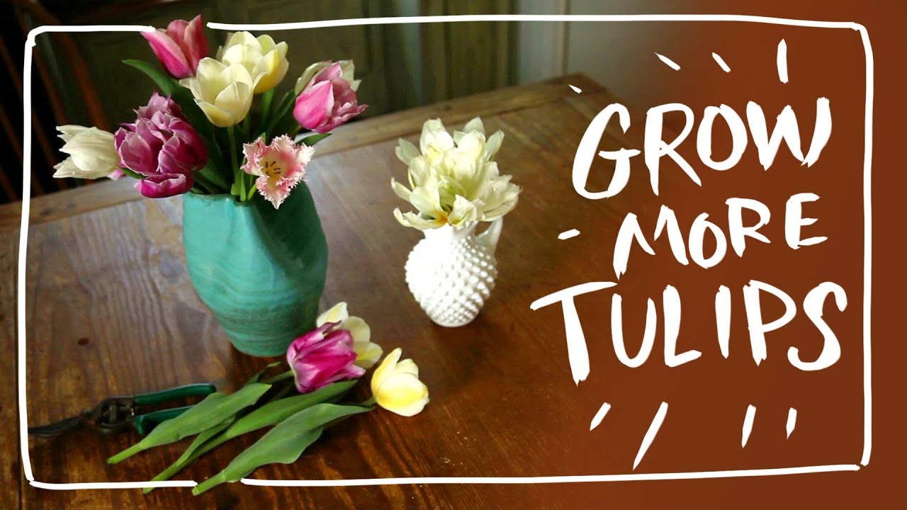 Secret to Multiply Tulips