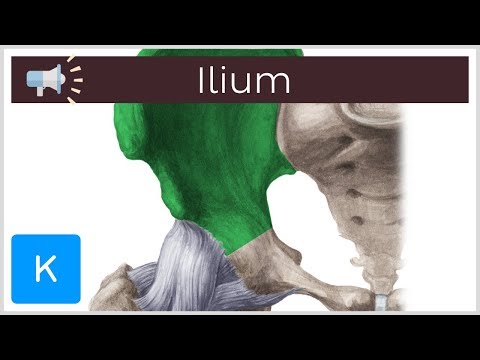 Ilium | Anatomical Terms Pronunciation by Kenhub