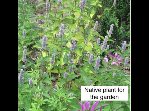 Plant Anise hyssop & garden deer troubles