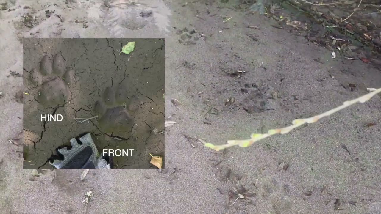 Mountain Lion Tracks and Sign Basics