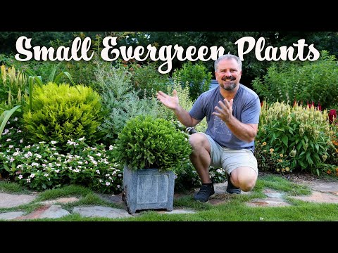 50 Plus! Small Evergreen Shrubs for the Garden - Small Foundation Plants