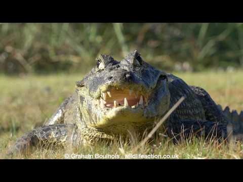 The awesome yacare caiman