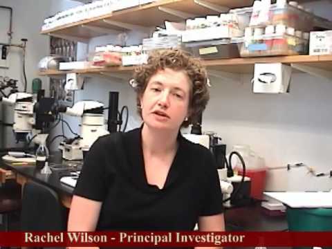 Gain Control in Olfactory Circuits