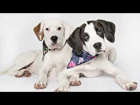 Women 'Crushing It' Wednesday: Photographer Leslie Plesser helps rescue dogs