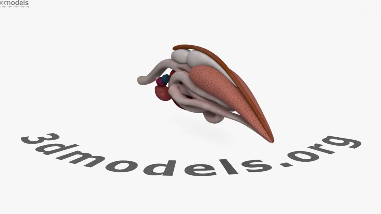 Fish Internal Organs 3D model by 3DModels.org