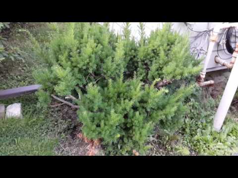 How to reshape square Japanese Yew part 3