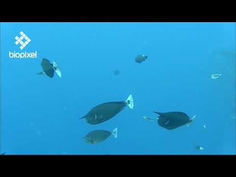 Oceanpedia Critter finder Fish Surgeonfish
