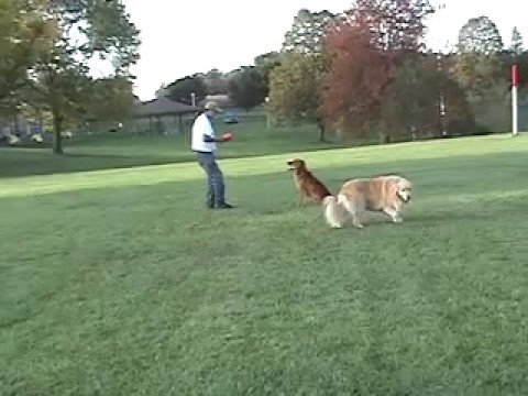 The difference between show and field goldens | Natural History