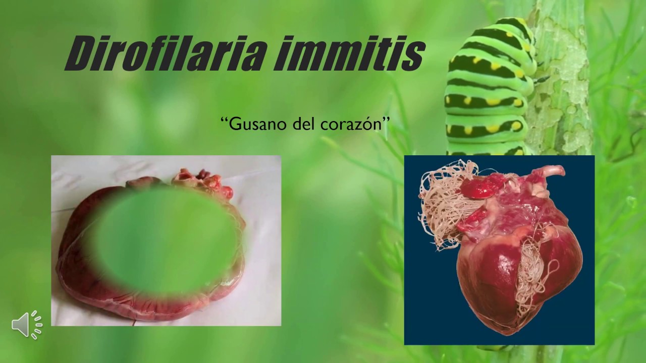 Haemonchus placei, H. contortus y Dirofilaria immitis