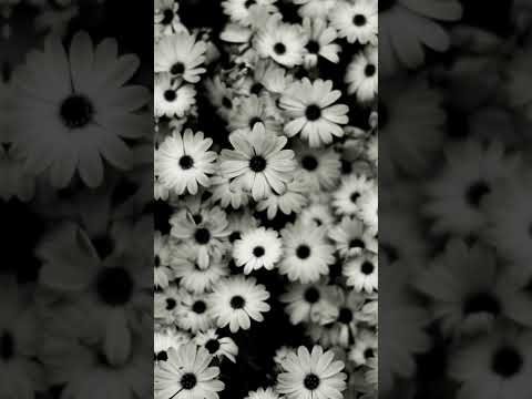 BLACK AND WHITE WALLPAPERS |MR.AKKI_MAS| #shorts #wallpaper