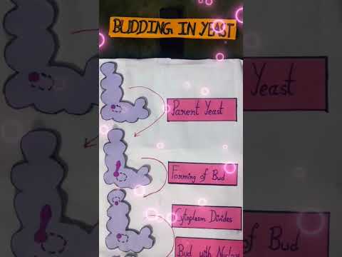 #Budding in Yeast || 3d model || New || 🆕 || Simple || Easy ||