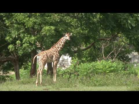 Lockdown romance? Baby boom in Cuban zoo