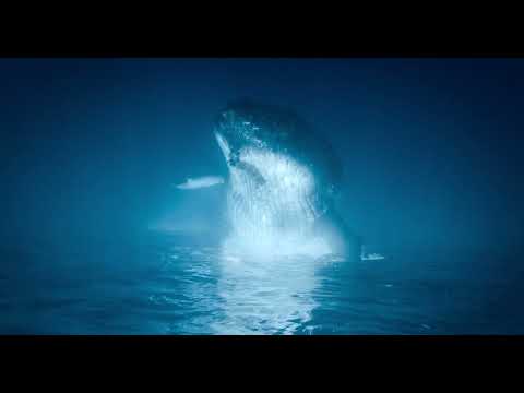 Coral Sea IMAX trailer