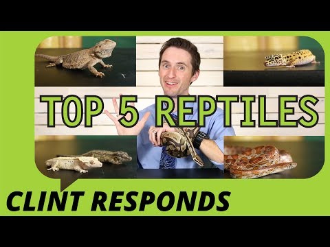 Top 5 Reptiles For Beginners (Clint Responds)