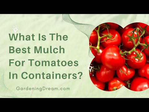 What Is The Best Mulch For Tomatoes In Containers?
