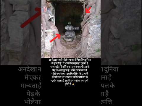 पीपल के पेड़ के अंदर शिवलिंग #mahadev #bholenath #shiva
