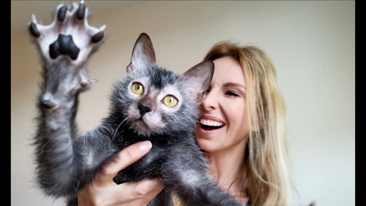 THE WOLF CAT - The Lykoi