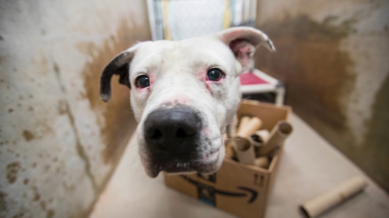 Puppy Play: Enrichment Program gets dogs ready for adoption
