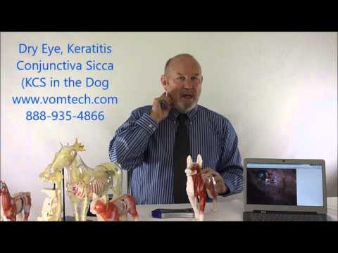 Information on Dry Eye, Keratitis Conjunctiva Sicca KCS in the Dog