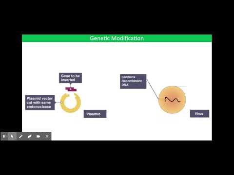 Genetic Modification