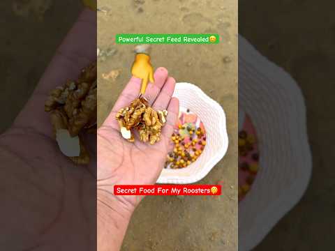 Secret Powerful Food for My Roosters | Finally Revealed #shorts #rooster #viralvideo