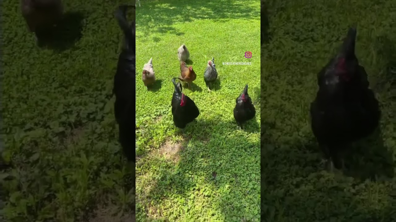 ✨crazy chicken lady✨ #backyardchickens #chicken #chickenkeeper #crazychickenlady #chickenlife