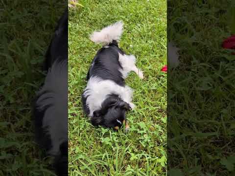 Channel 'se baña' en el rocío de la mañana #mascota #perrito #perritosfelices