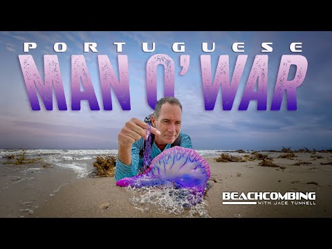 Beachcombing - Man O' War