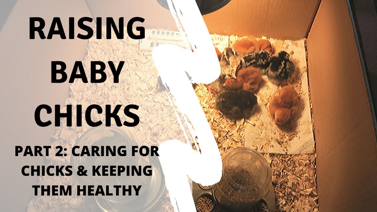 Raising Baby Chicks: Part 2: Caring For Chicks & Keeping Them Healthy
