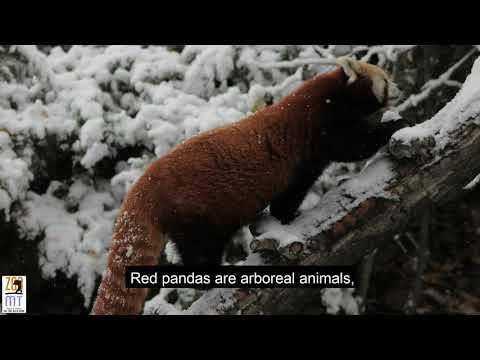 Be the ZooKeeper: Red Panda Habitat Design!