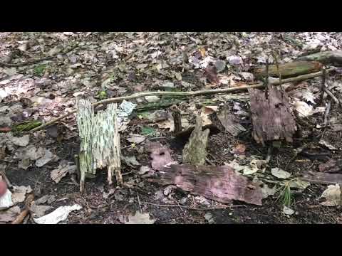 New Stick-Bark Garden and a Mylar Balloon!