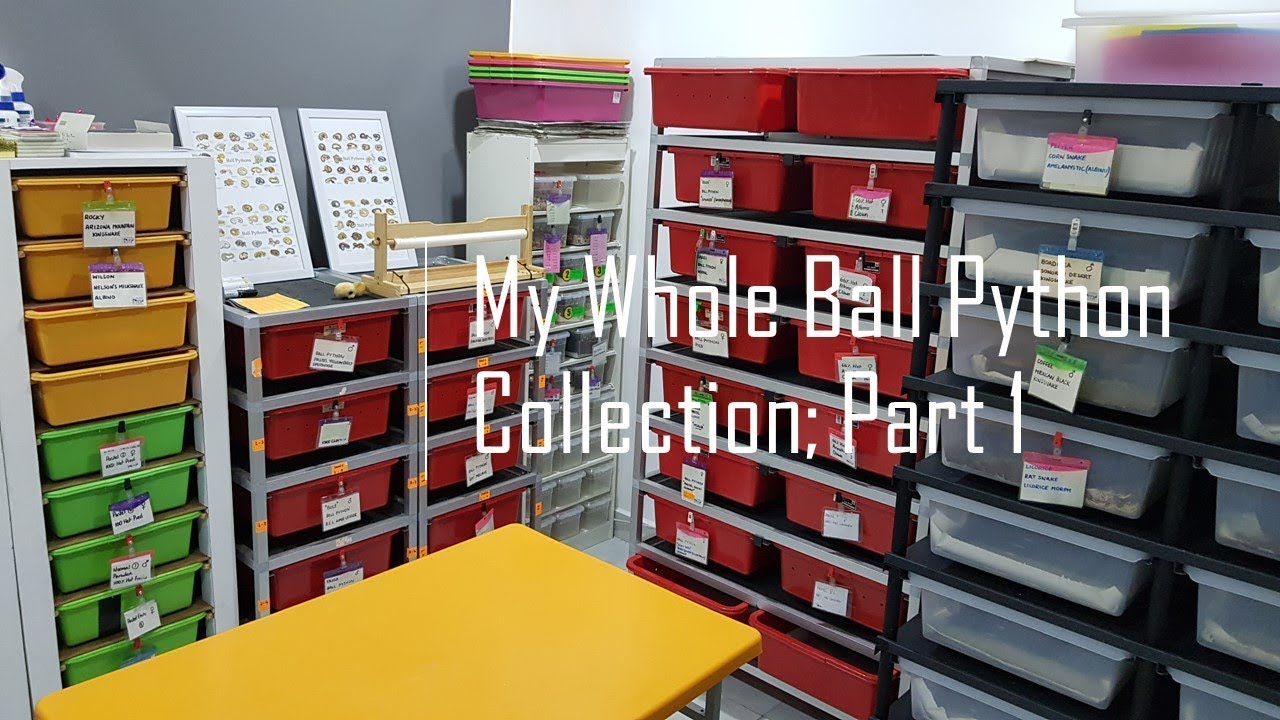 My Whole Ball Python Collection Part 1