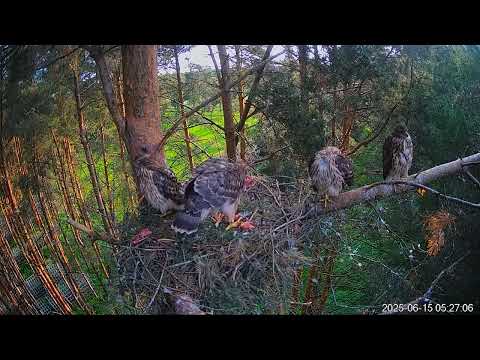Goshawks - Kanakull:(Accipiter gentilis) 15.06.2025 05:19