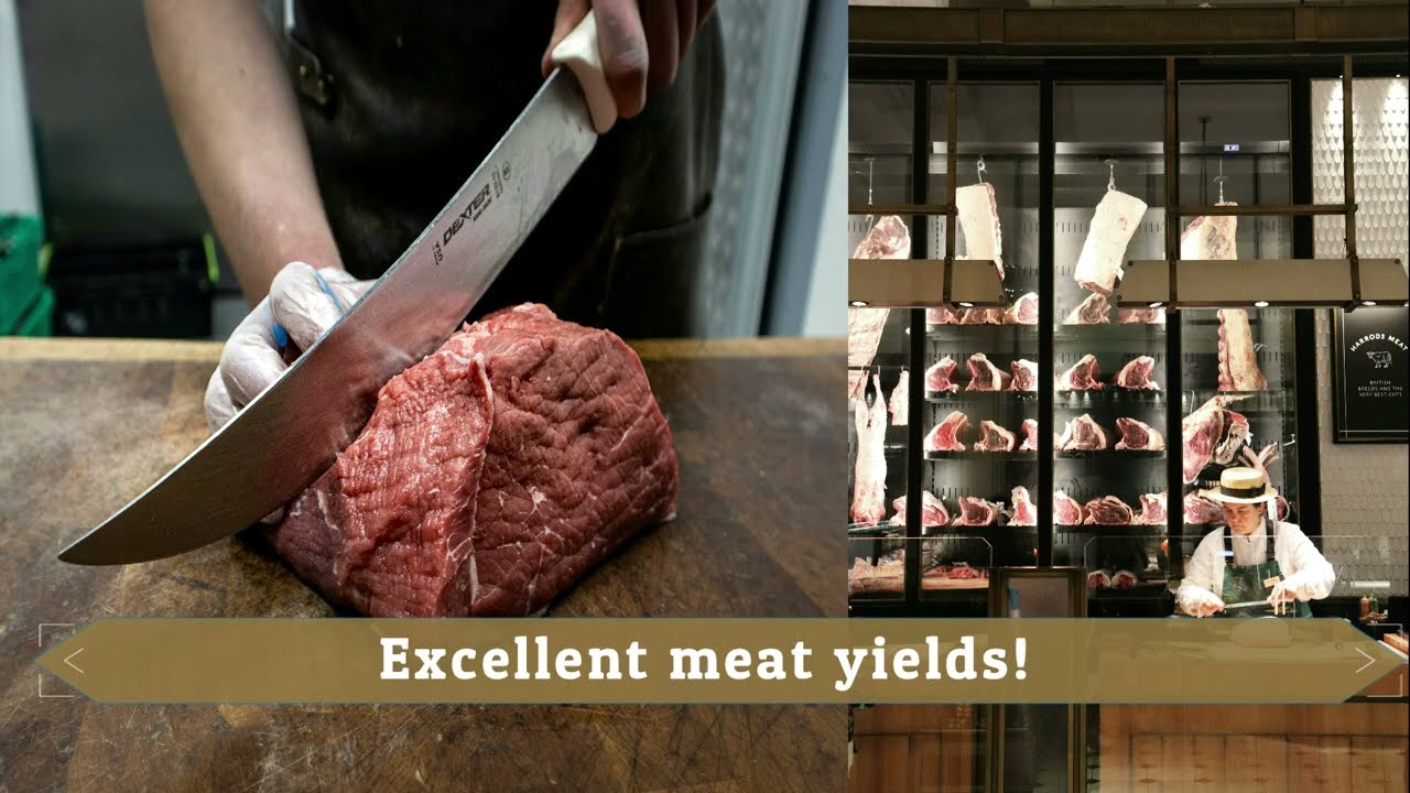 Border Leicester Sheep: Pros, Cons & Why Farmers Love Them!