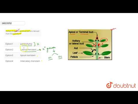 Axillary bud and terminal bud are derived from the activity of