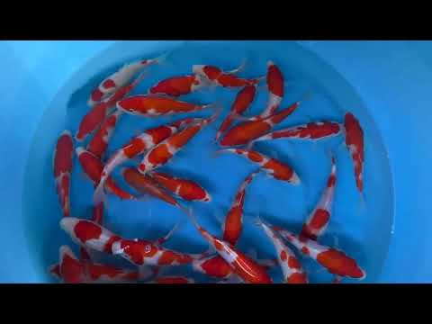 2025 MNN 010 Mano N Tosai Kohaku 17 21 cm SAMPLE