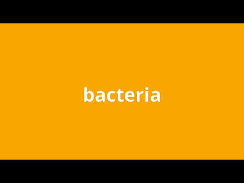 what is the meaning of bacteria