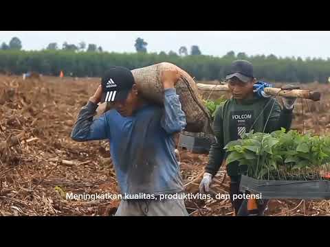 Pembangunan Hutan Tanaman Industri