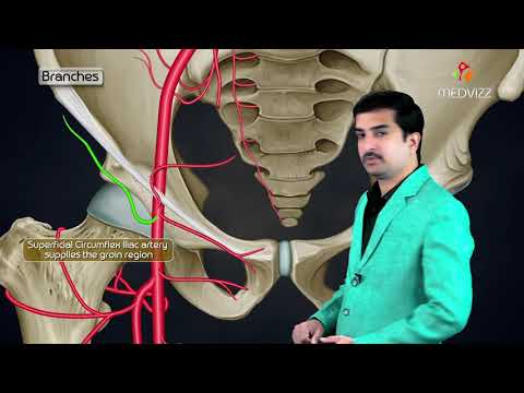 Femoral Artery Anatomy Animation: Origin , Course , Branches and Termination - USMLE Step 1