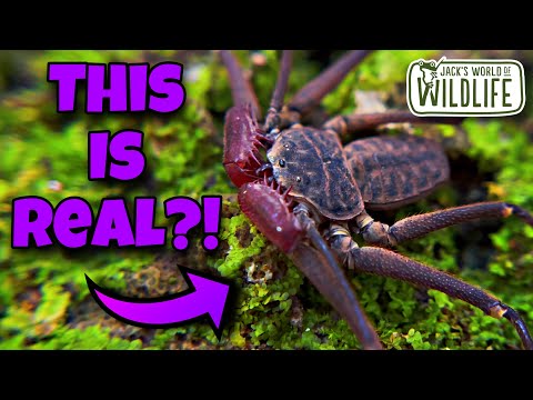 THESE ARE REAL ANIMALS? WHAT Are TAILLESS WHIP SCORPIONS?