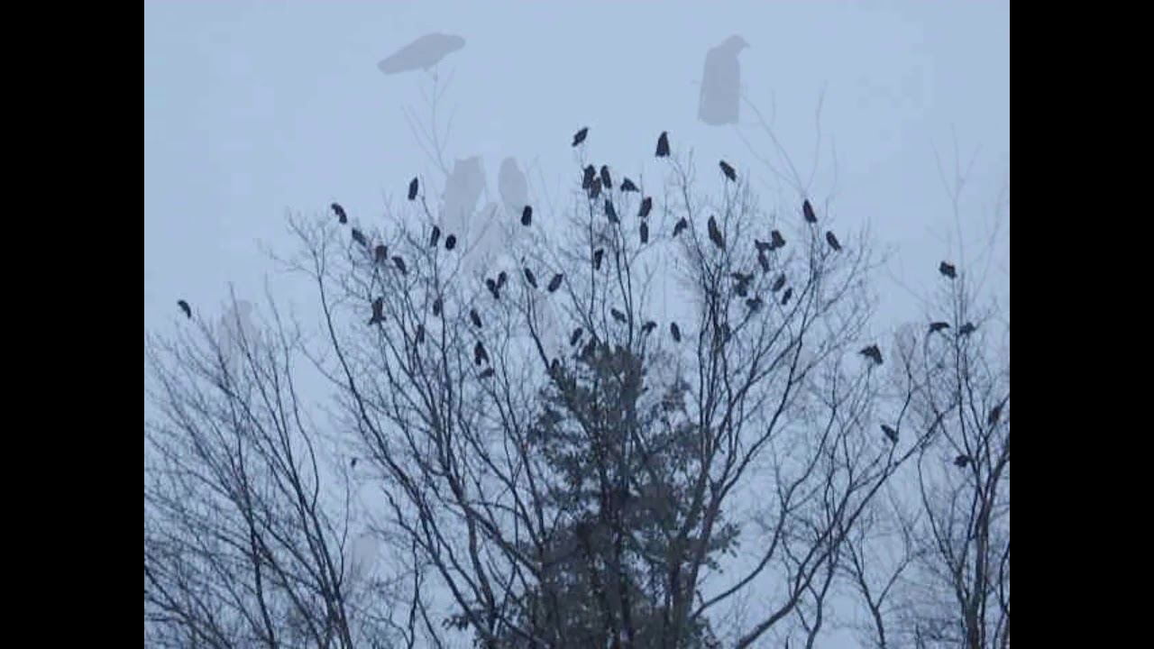 A Tree Full of Crows