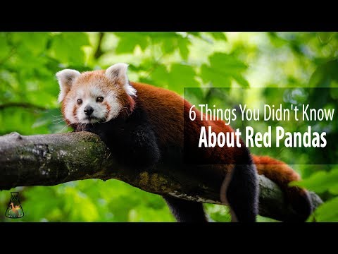 6 Things You Didn't Know About Red Pandas