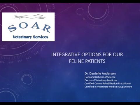 VET Integrative Medicine for Your Feline Patients (by Dr. Danielle Anderson, CuraCore VET faculty)