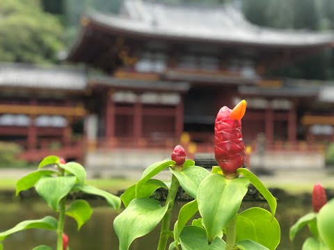 Byodo-In Temple, Oahu, 2019