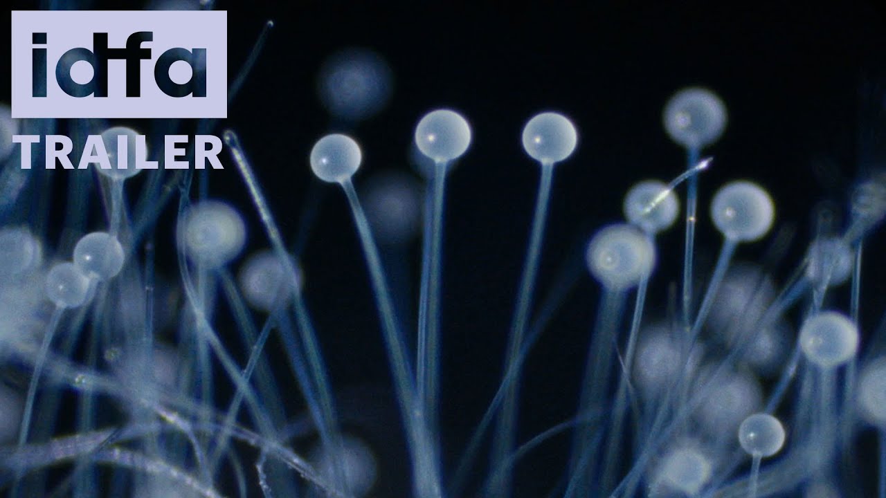 IDFA 2025 | Trailer | Holy Destructors